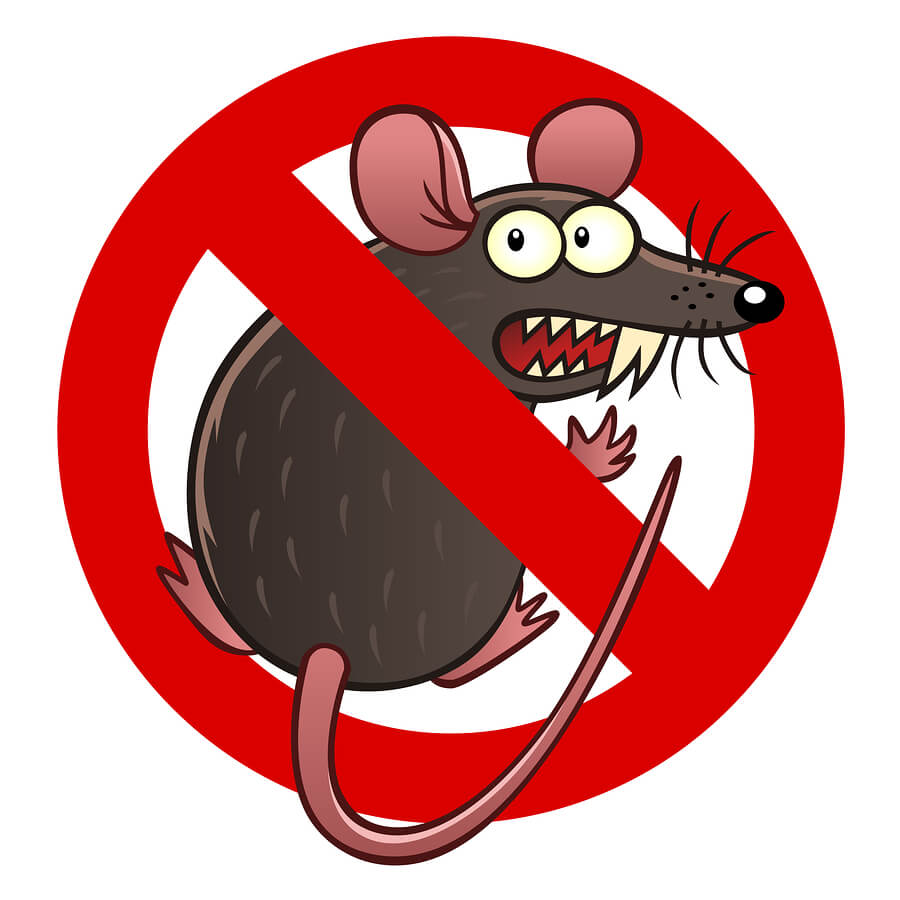 A Rodent Made a Nest In My Car and Caused Damage – Is it Covered?